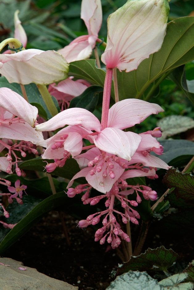 Medinilla magnifica | rose grape Conservatory Greenhouse/RHS Gardening