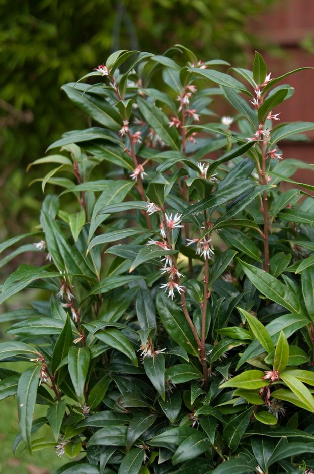 Sarcococca hookeriana Winter Gem (&Pmoore03&PBR) | sweet box [Winter ...