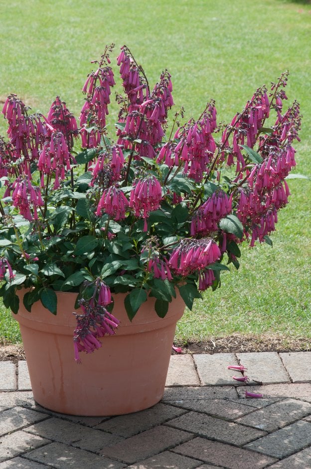 Phygelius [Candy Drops Deep Rose] = 'Kerphyros' (PBR) (Candy Drops ...