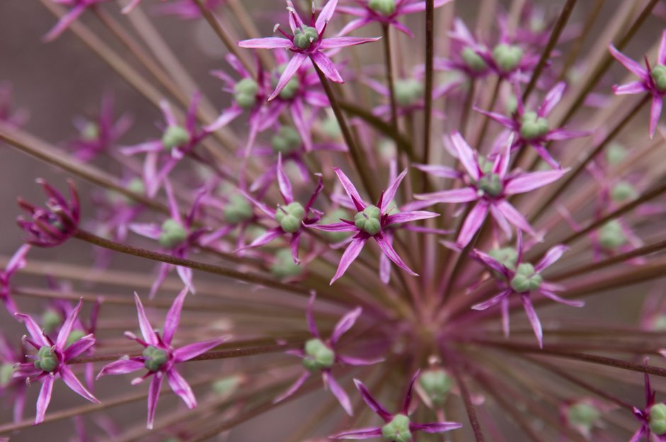 Allium 'Spider' | allium 'Spider'/RHS Gardening
