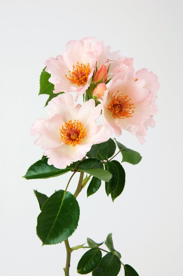 Rosa &Hartrifle&PBR | rose [The Simple Life] Climber Wall Shrub/RHS ...