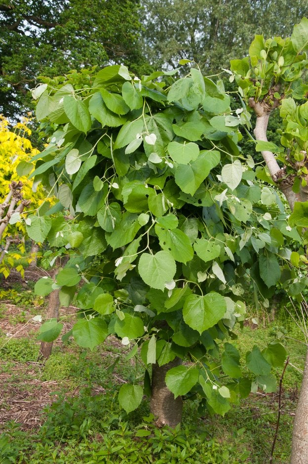 Tilia tomentosa | silver lime Trees/RHS Gardening