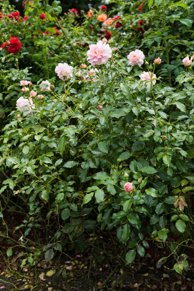Rosa &Tantoras&PBR | rose [Happy Retirement] Shrubs/RHS Gardening