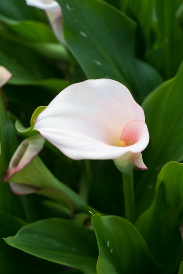 RHS advice & tips on garden & indoor plants | Plant finder & selector ...