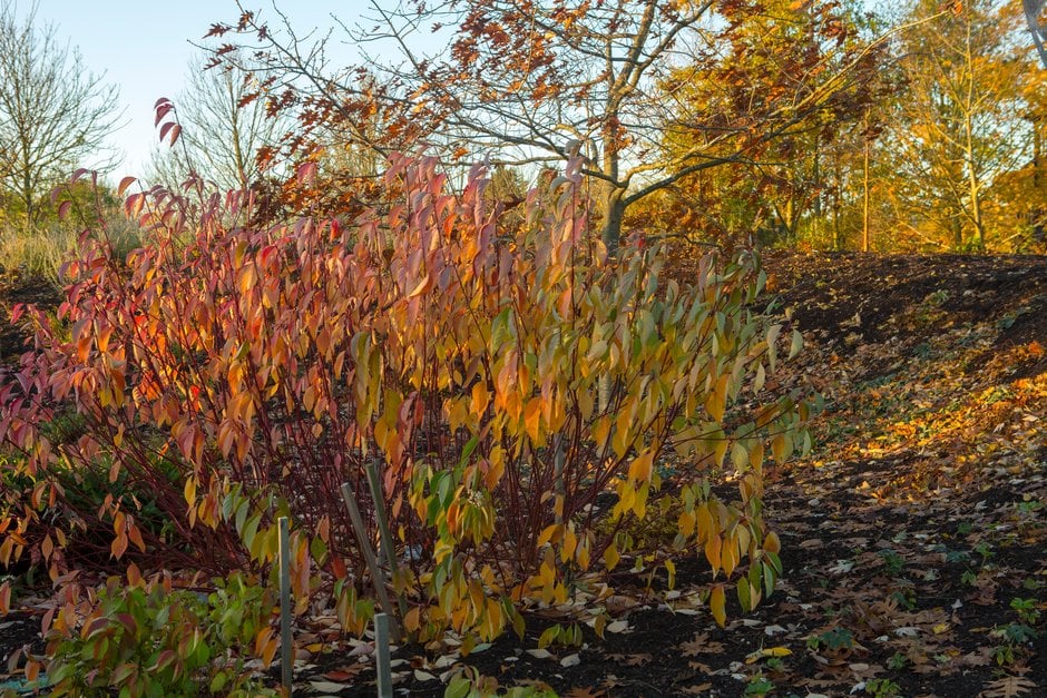 Cornus alba &Alleman&s Compact& | dogwood &Alleman&s Compact& Shrubs ...
