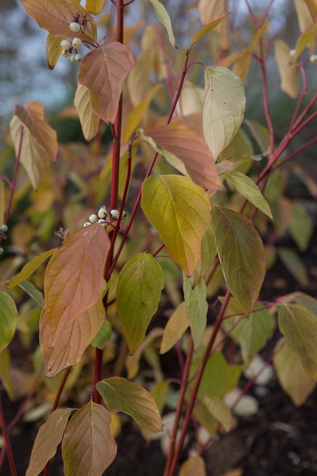 Cornus sericea &Cardinal& | red osier dogwood &Cardinal& Shrubs/RHS ...