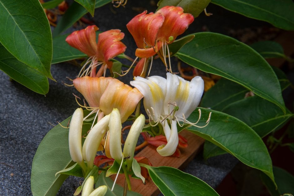 Lonicera calcarata | Climber Wall Shrub/RHS Gardening