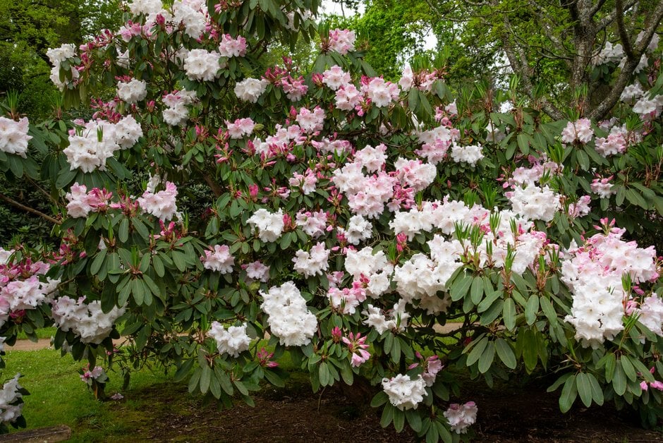 Rhododendron (Loderi Group) &Loderi Game Chick& | rhododendron &Loderi ...