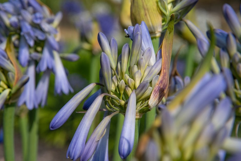 Agapanthus inapertus subsp. hollandii &Sky& | African lily &Sky ...
