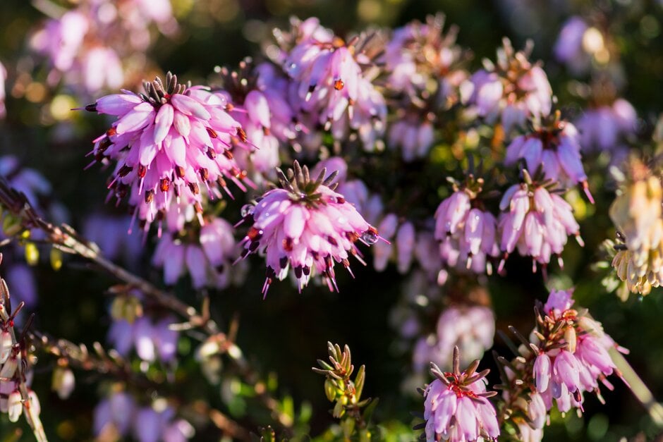 Erica × darleyensis &J.W. Porter& | heather &J.W. Porter& Shrubs/RHS ...