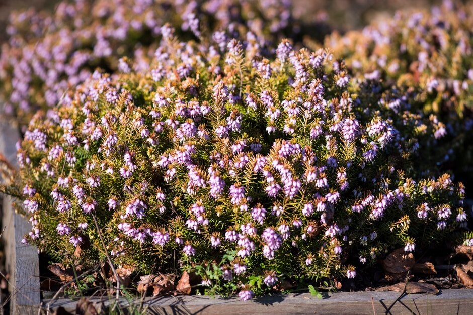Erica × darleyensis f. aureifolia &Moonshine& | heather &Moonshine ...