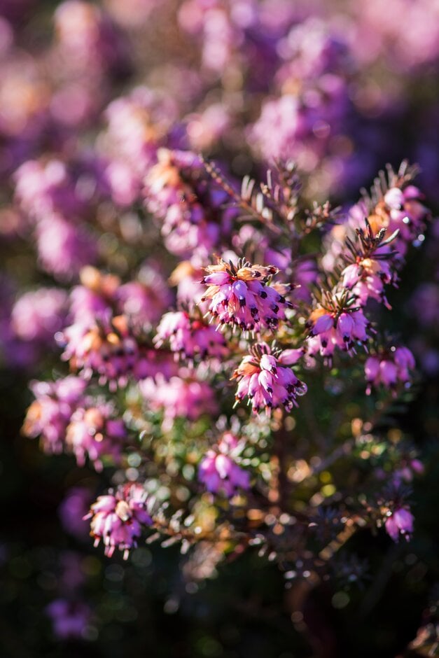 Erica × darleyensis &Phoebe&PBR (Winter Belles Series) | heather ...