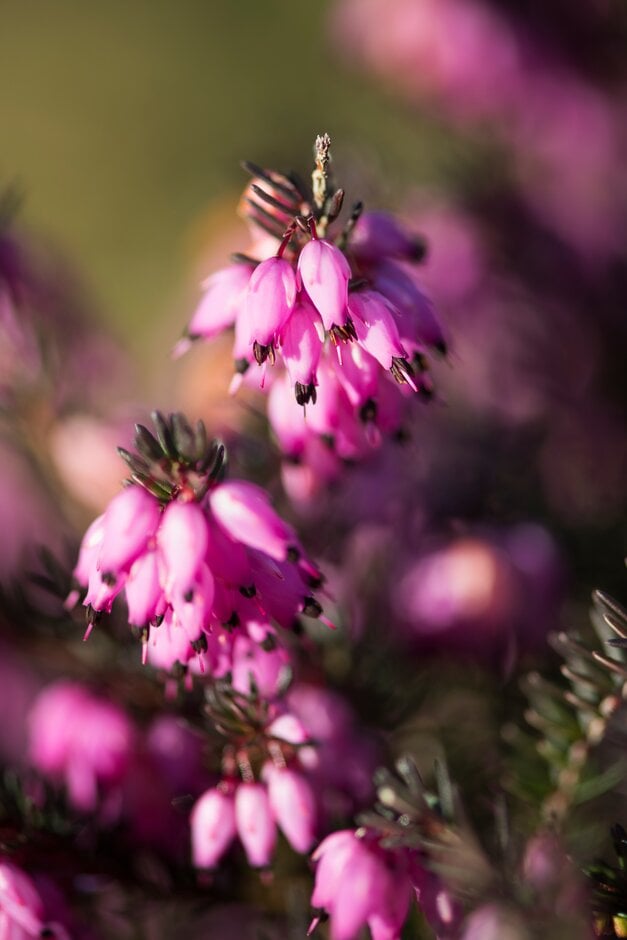 Erica × darleyensis &Rubina&PBR | heather &Rubina& Shrubs/RHS Gardening