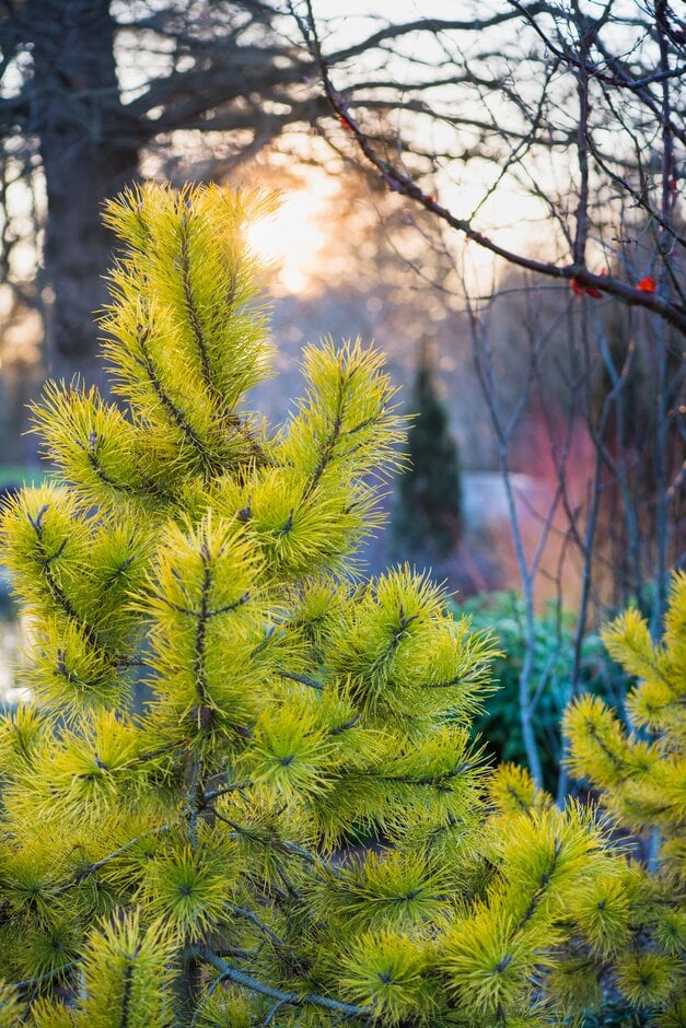 Pinus contorta &Chief Joseph& | lodgepole pine &Chief Joseph& Conifers ...