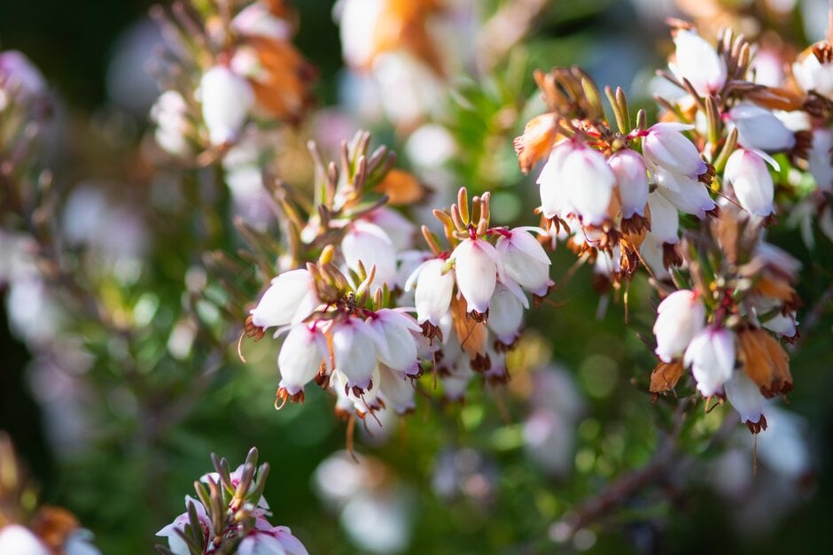 Erica × darleyensis f. albiflora &Bing& | heather &Bing& Shrubs/RHS ...