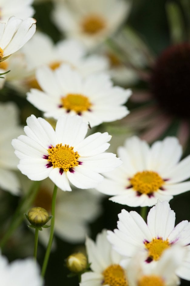 Coreopsis &Star Cluster& (Big Bang Series) | tickseed &Star Cluster ...