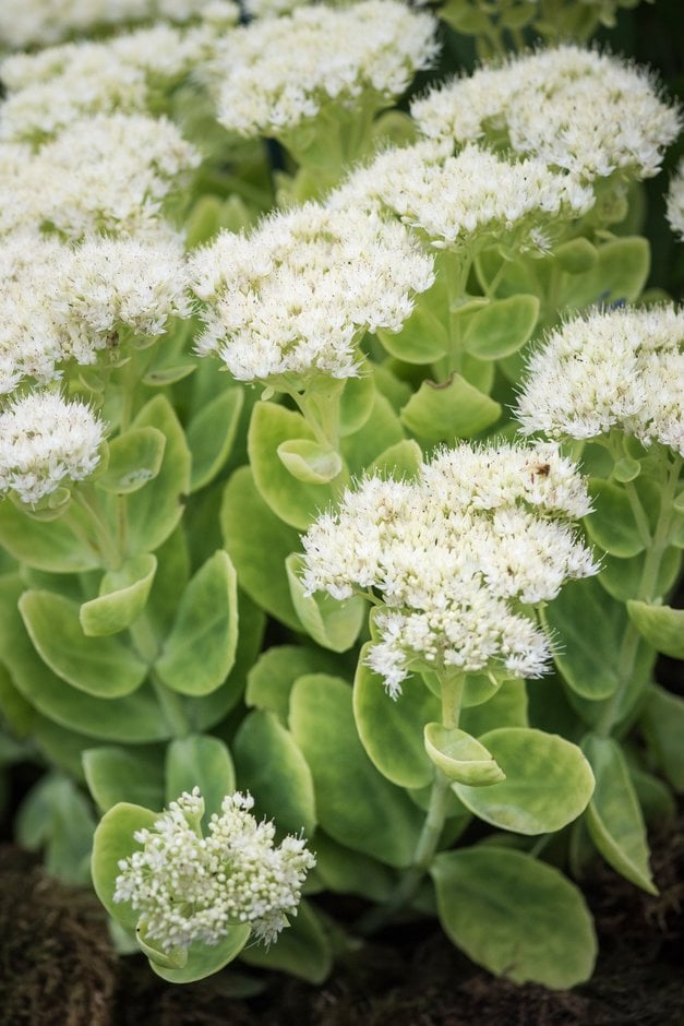 Sedum Spectabile Rhs