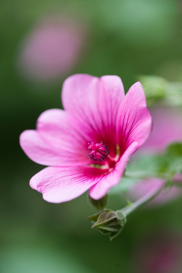 Anisodontea &El Rayo& | African mallow &El Rayo& Shrubs/RHS Gardening