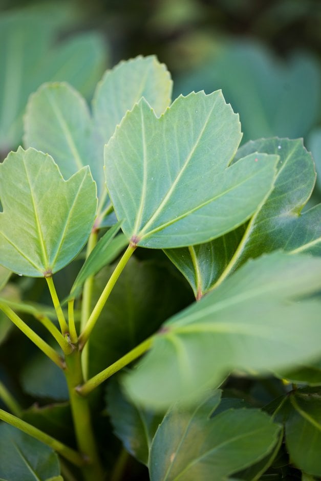 Pseudopanax (Adiantifolius Group) &Cyril Watson& | lancewood &Cyril ...