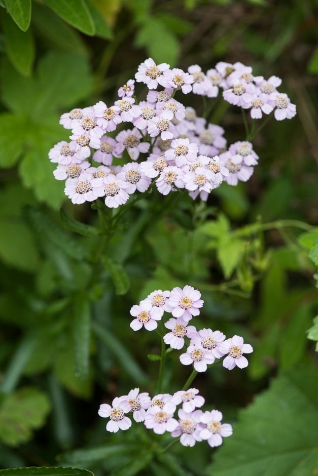 Achillea sibirica subsp. camschatica &Love Parade& | yarrow &Love ...