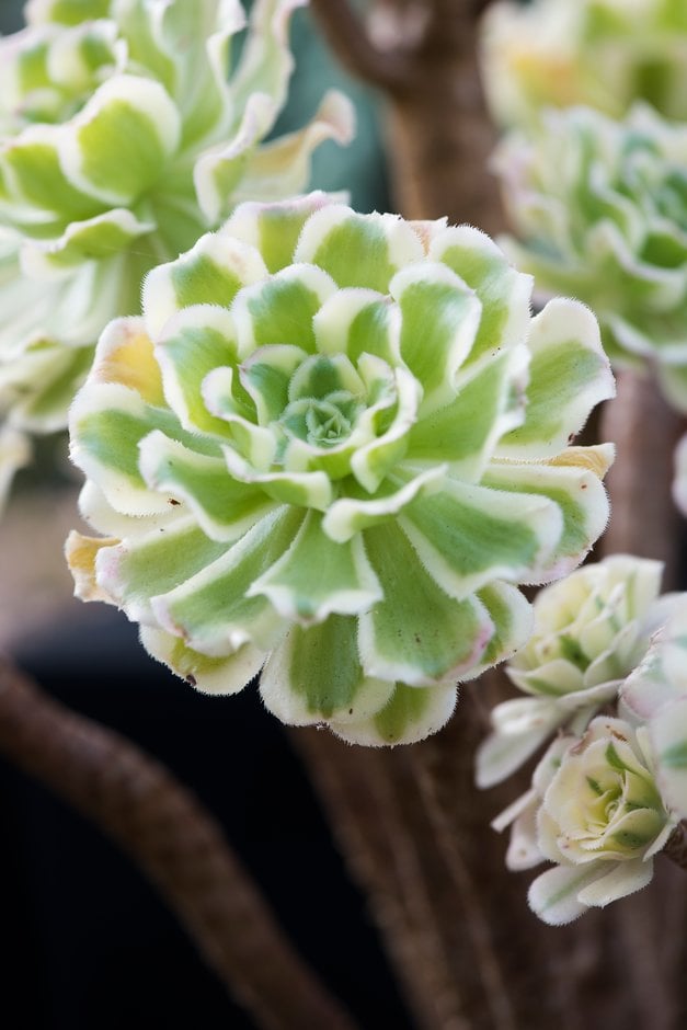 Aeonium arboreum &Variegatum& (v) | houseleek tree &Variegatum& Cactus ...