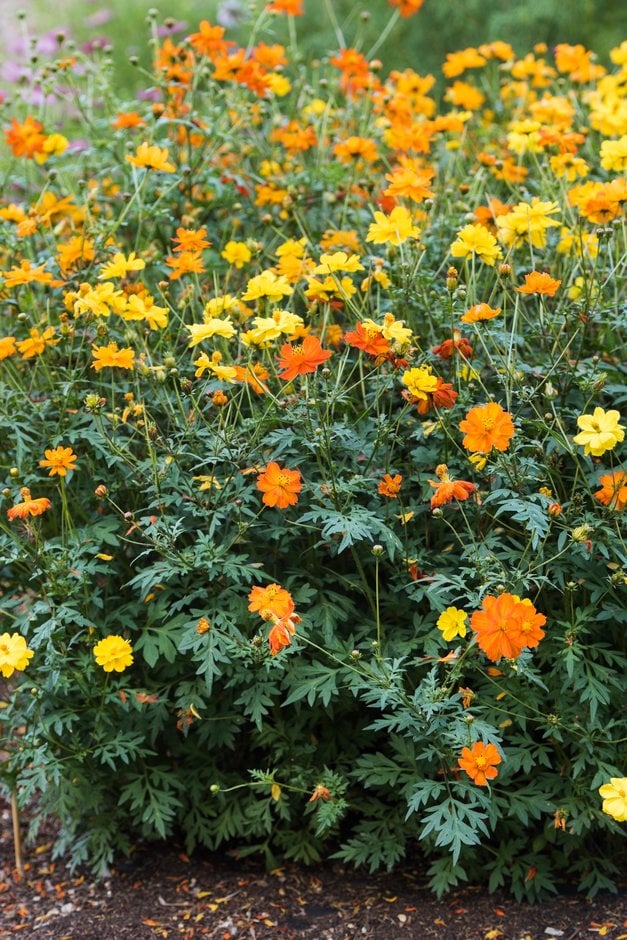 Cosmos sulphureus Ladybird (mixed) | yellow cosmos [Ladybird Mixed ...