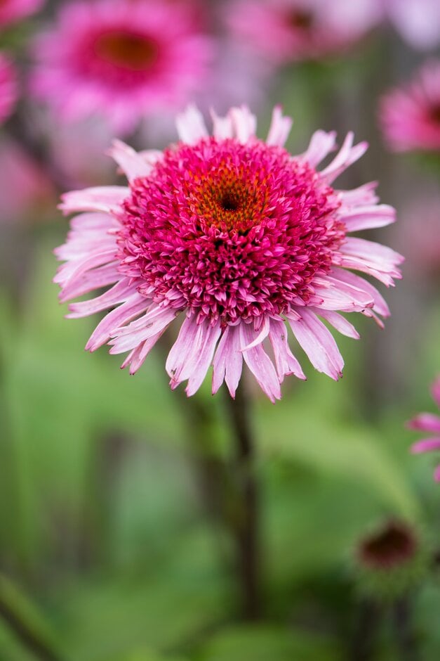 Echinacea &Papallo Semi-double Pink& (Papallo Series) (d) | coneflower ...