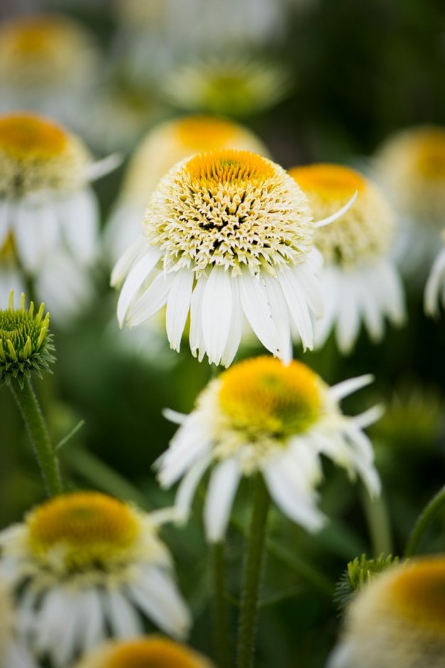 Echinacea &Papallo Semi-double White& (Papallo Series) (d) | coneflower ...