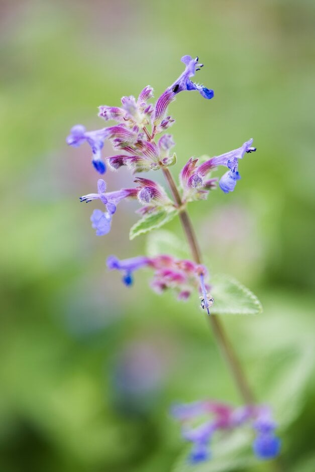 Nepeta × faassenii &Senior& | catmint &Senior& Herbaceous Perennial/RHS ...