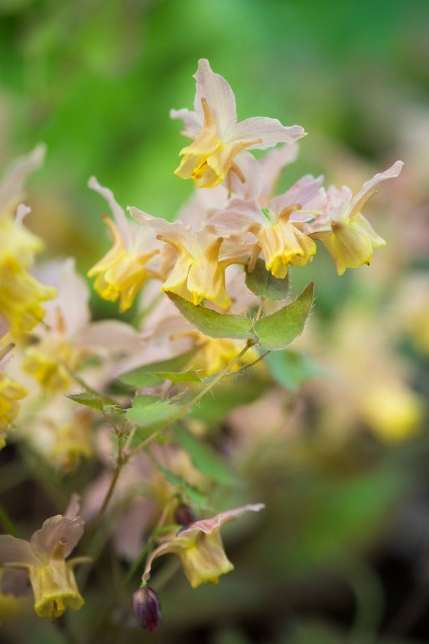 Epimedium × versicolor &Cupreum& | barrenwort &Cupreum& Herbaceous ...