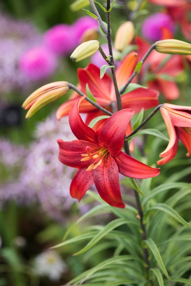 Lilium &Red Velvet& (Ic/d) | lily &Red Velvet& Bulbs/RHS Gardening