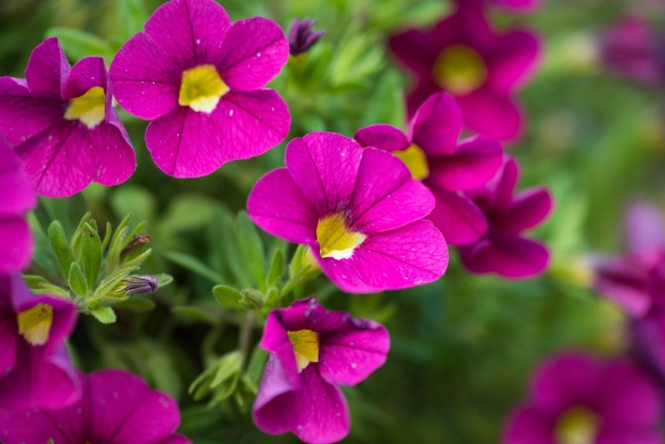 Calibrachoa Colibri Fuchsia (Colibri Series) | calibrachoa [Colibri ...