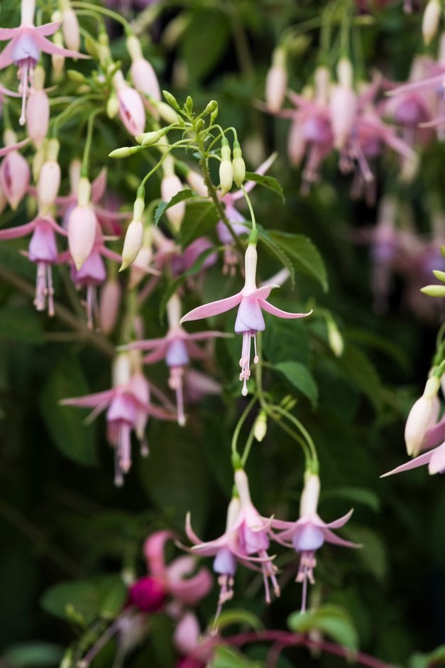 Fuchsia &Grayrigg& | fuchsia &Grayrigg& Shrubs/RHS Gardening