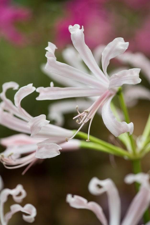 Nerine flexuosa &Alba& | nerine &Alba& Bulbs/RHS Gardening