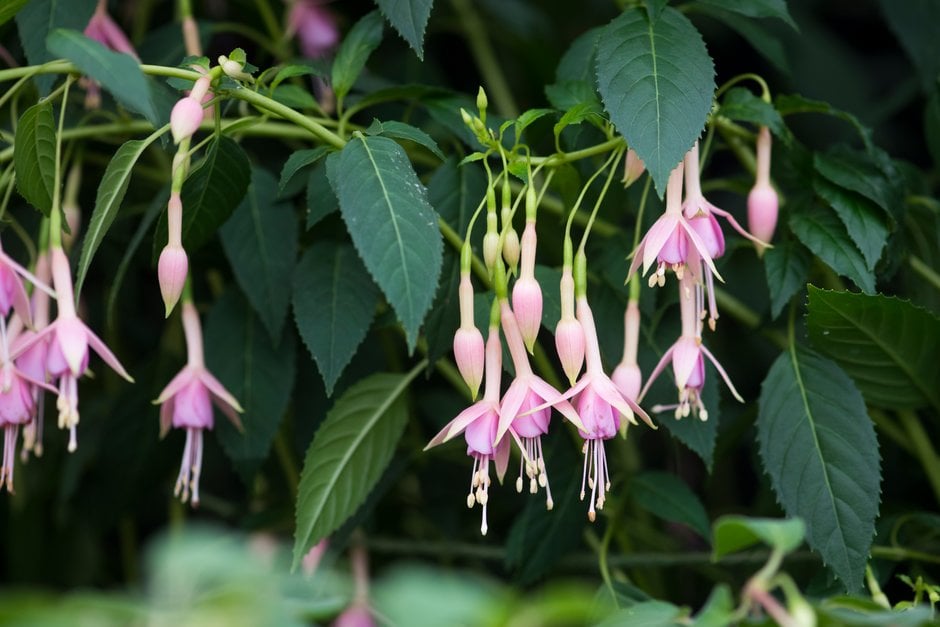 Fuchsia 'Whiteknights Pearl' | fuchsia 'Whiteknights Pearl'/RHS Gardening