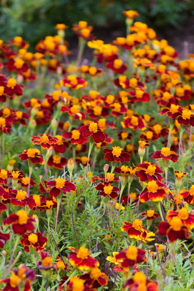 Tagetes patula &Red Knight& | French marigold &Red Knight& Annual ...