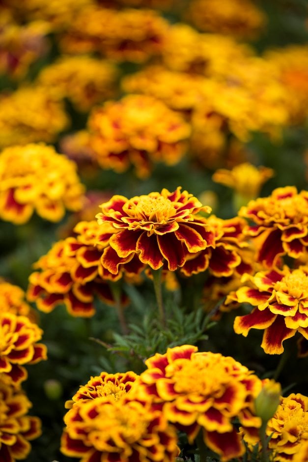 Tagetes patula Durango Bee (&Pas2255&) (Durango Series) | French ...