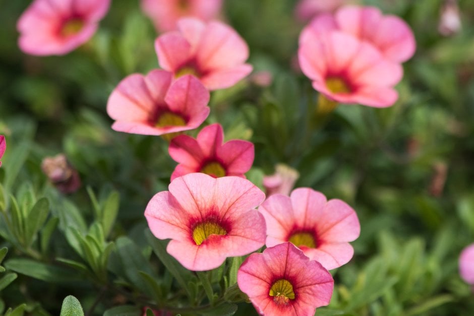 Calibrachoa Callie Mango (&Cal Mang&) (Callie Series) | calibrachoa ...