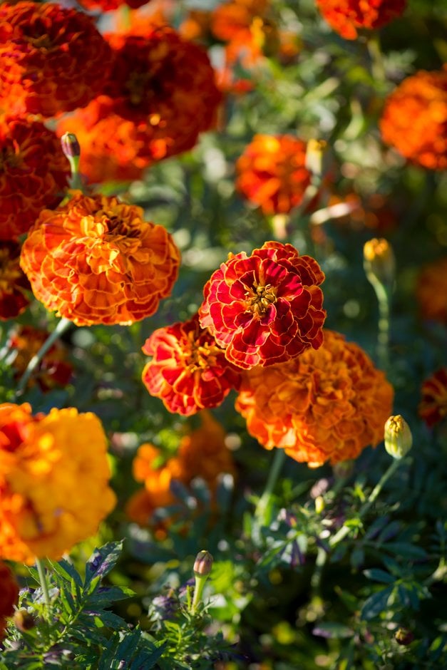 Tagetes &Zenith Red& (Zenith Series) | marigold &Zenith Red& Annual ...