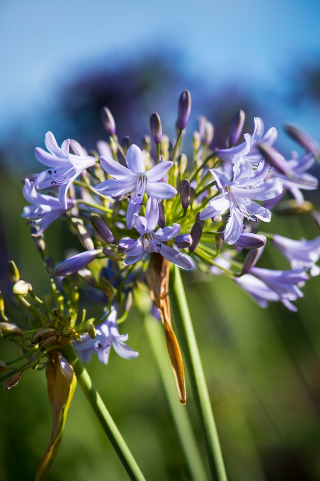 Agapanthus &Lilac Time& | African lily &Lilac Time& Herbaceous ...