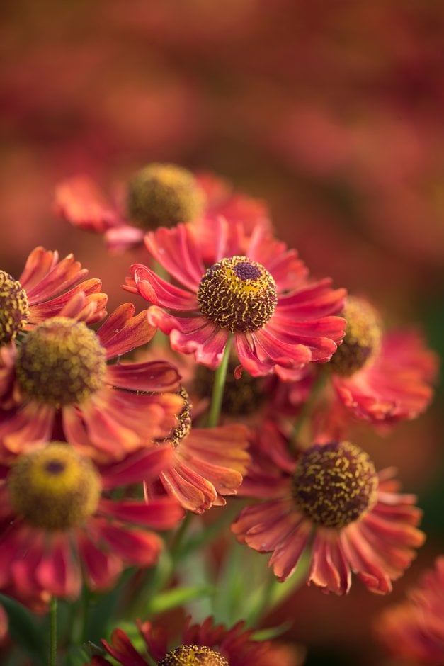 Helenium autumnale 'Siesta' (PBR) (Mariachi Series) | /RHS Gardening