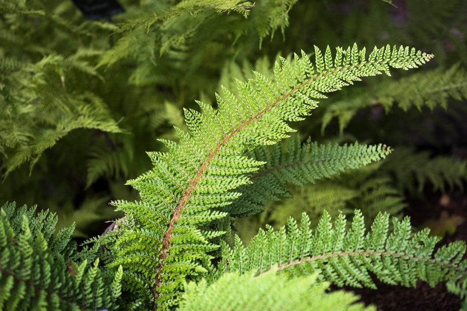 Polystichum setiferum | soft shield fern Ferns/RHS Gardening