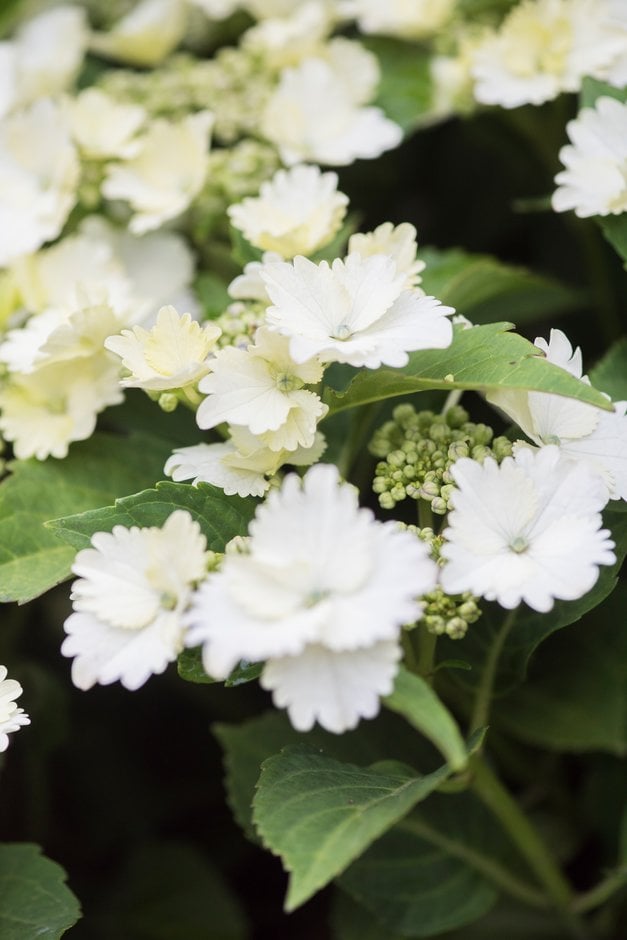 Hydrangea macrophylla 'Koria' (PBR) (L) | hydrangea 'Koria'/RHS Gardening