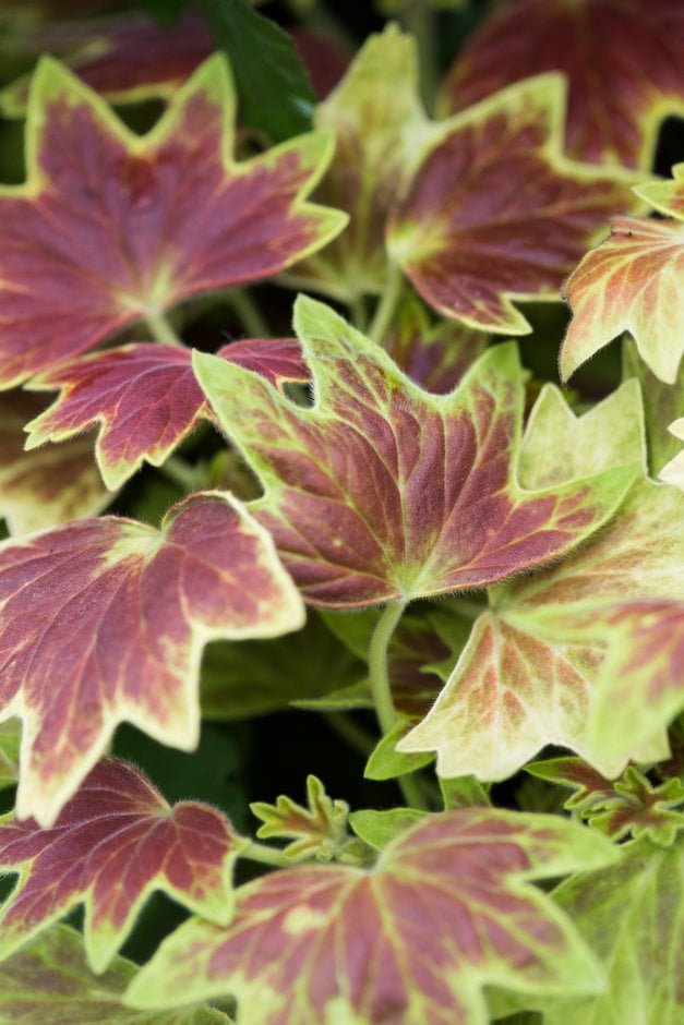 Pelargonium &Canadian Centennial& | geranium &Vancouver Centennial ...