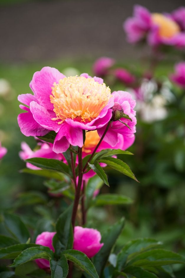 Paeonia lactiflora &Doreen& | peony &Doreen& Herbaceous Perennial/RHS ...