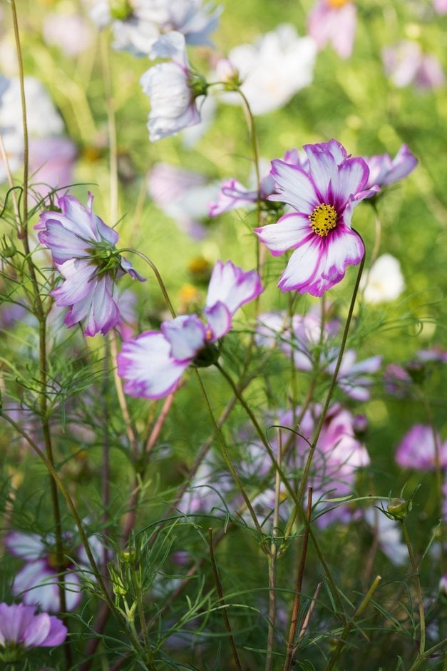 Cosmos bipinnatus &Capriola& | cosmea &Capriola& Annual Biennial/RHS ...