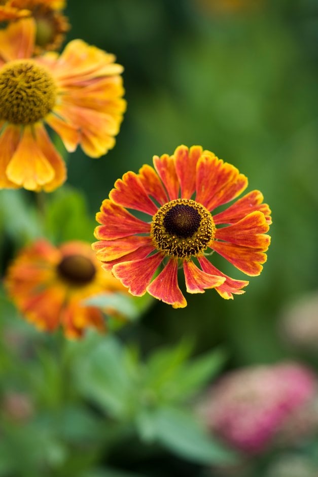 Helenium Mardi Gras (&Helbro&) | sneezeweed [Mardi Gras] Herbaceous ...