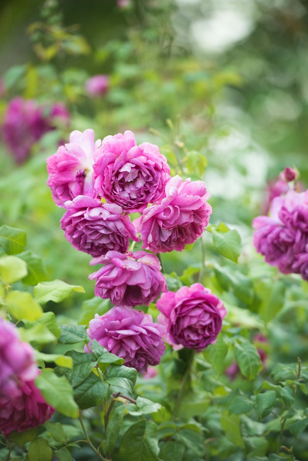 Rosa &Ausvibrant&PBR | rose [Young Lycidas] Shrubs/RHS Gardening