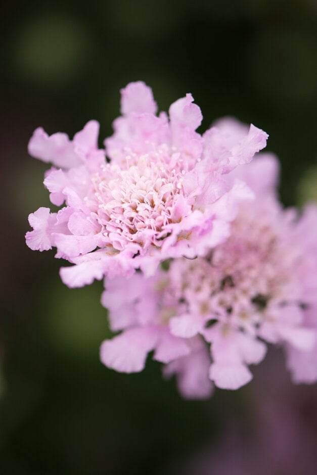 Scabiosa columbaria Flutter Rose Pink (&Balfluttropi&PBR) (Flutter ...