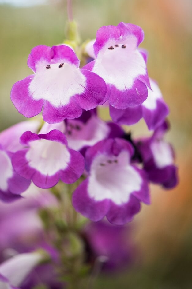 Penstemon &Pensham Laura& (Pensham Series) | penstemon &Pensham Laura ...
